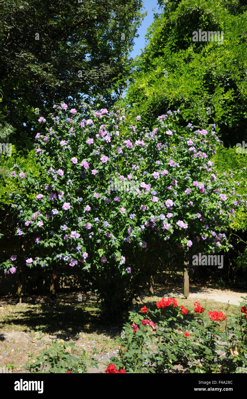 Hibiscus syriacus rose shrub althea hi-res stock photography and images ...