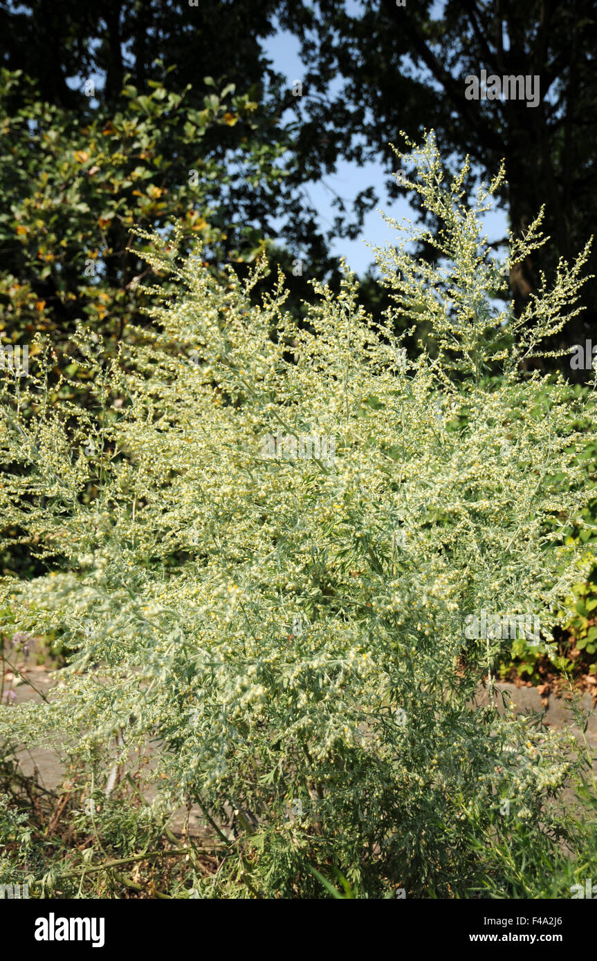 Absinth hi-res stock photography and images - Alamy