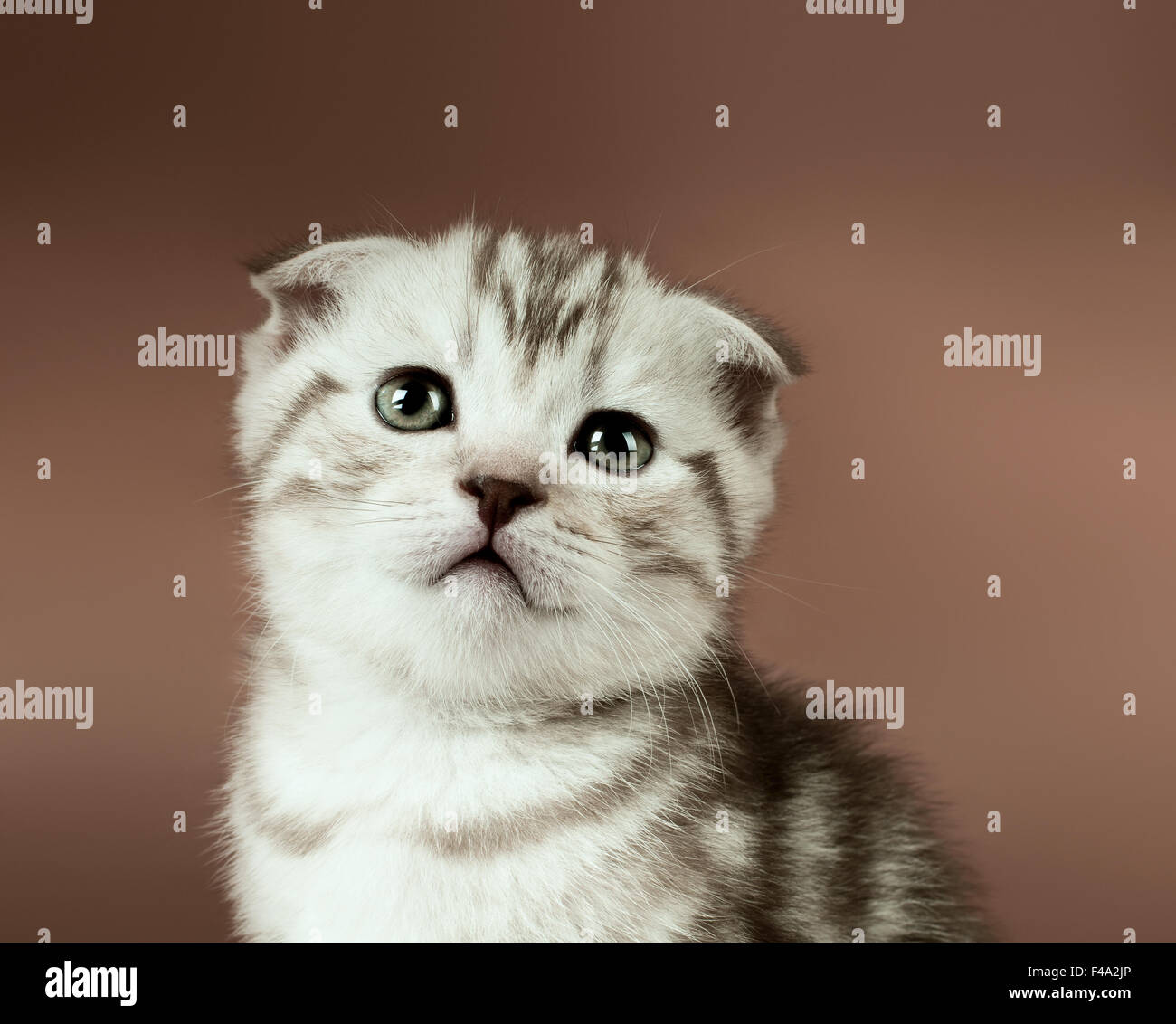 Doleful look hi-res stock photography and images - Alamy