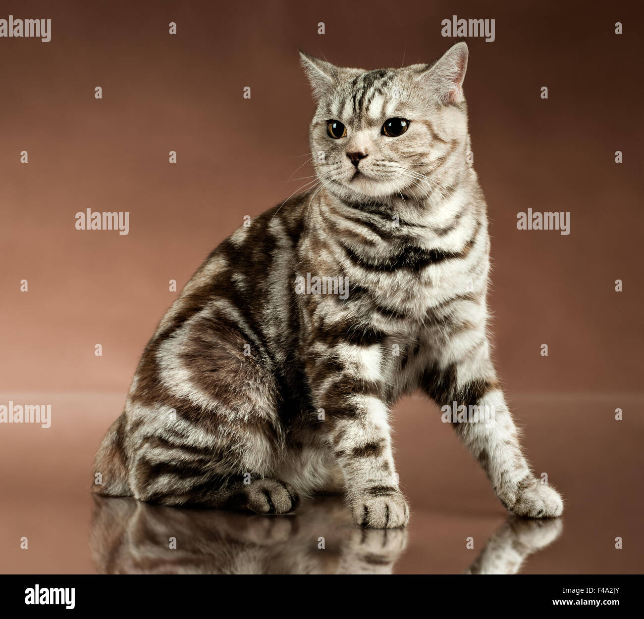 Full grown cat hi-res stock photography and images - Alamy