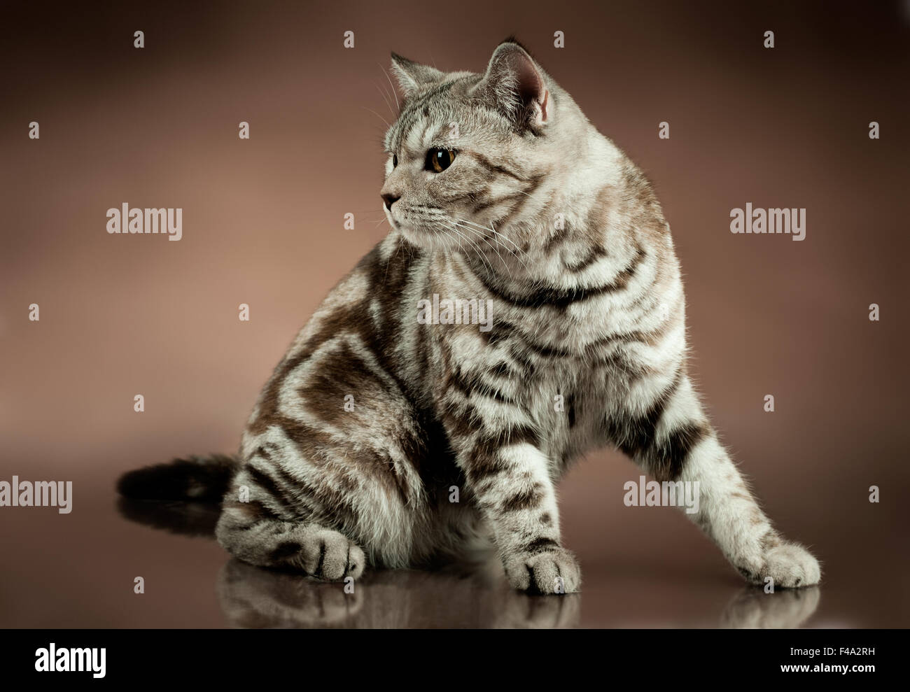 Photo domestic cat pet hi-res stock photography and images - Alamy