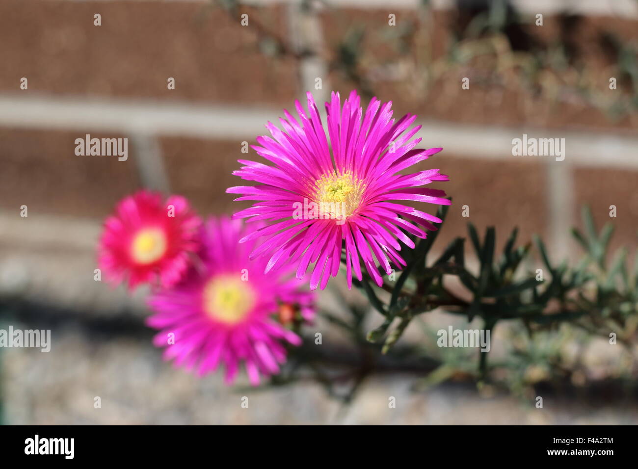 Close up of Hot Pink Pig face flowers or Mesembryanthemum , ice plant ...