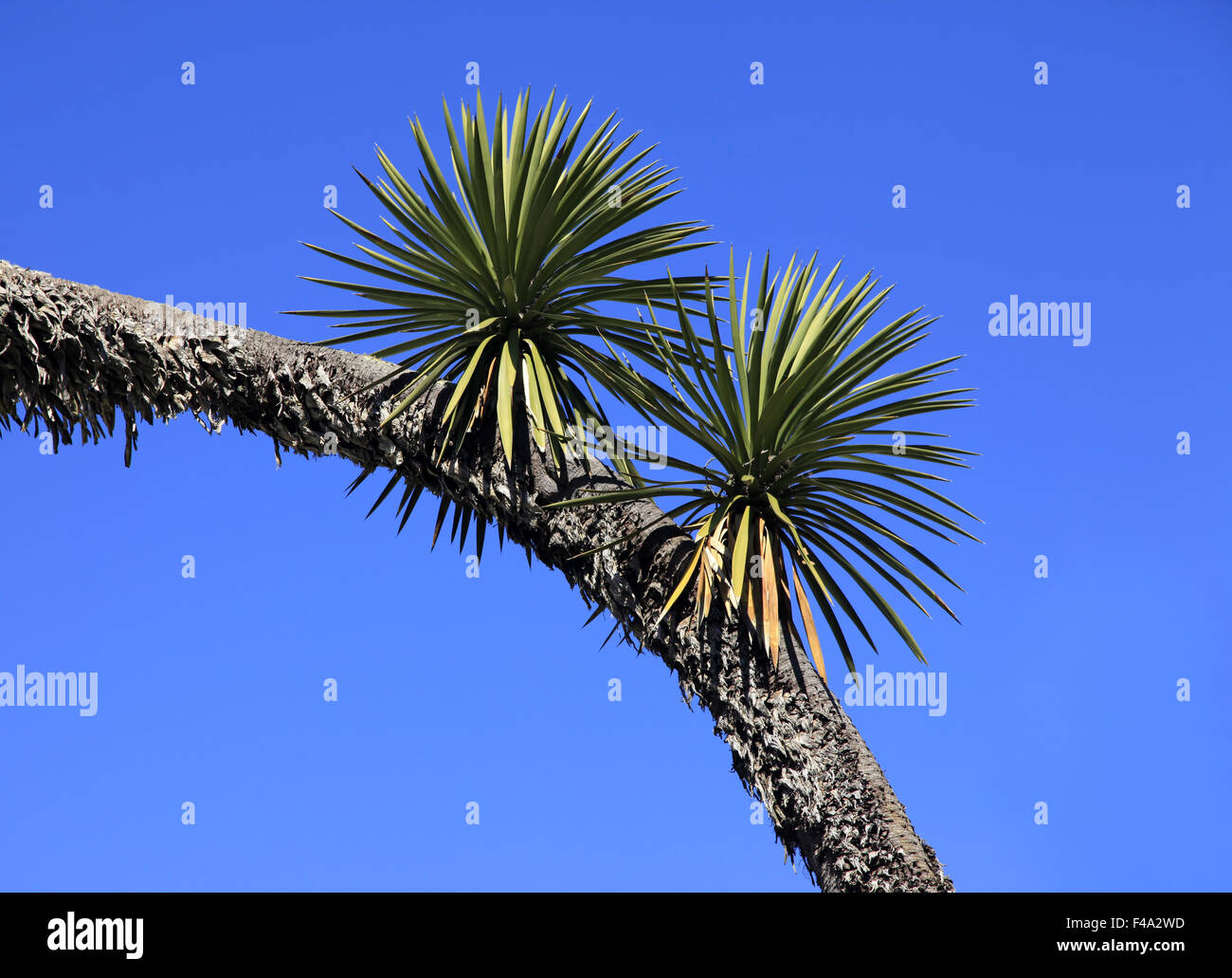 Coco india hi-res stock photography and images - Alamy