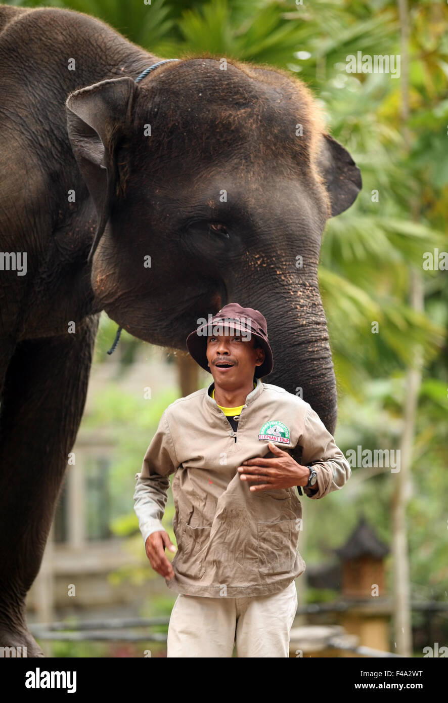 Elephant keeper hi-res stock photography and images - Alamy