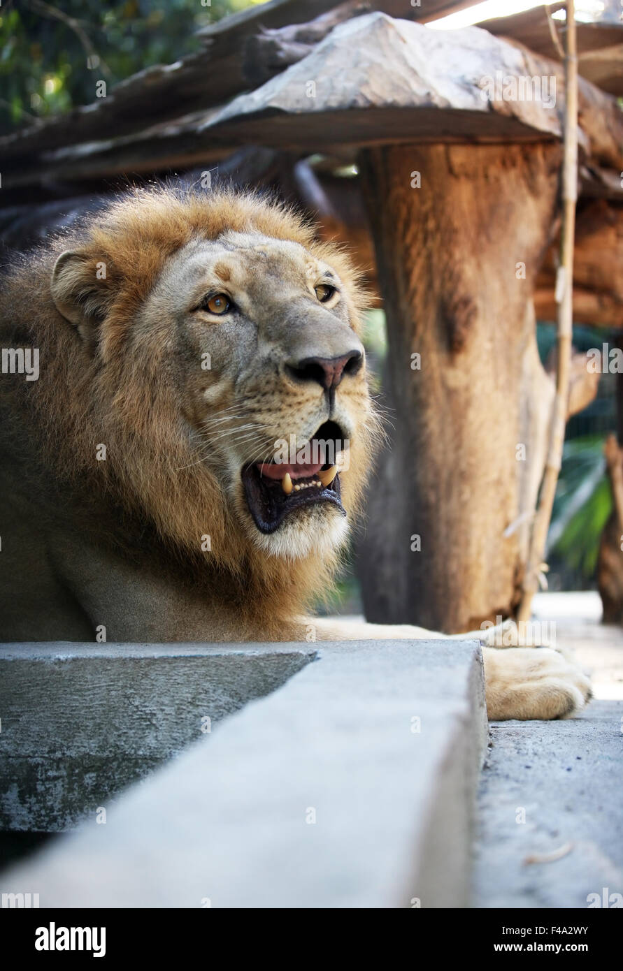 King - lion Stock Photo - Alamy