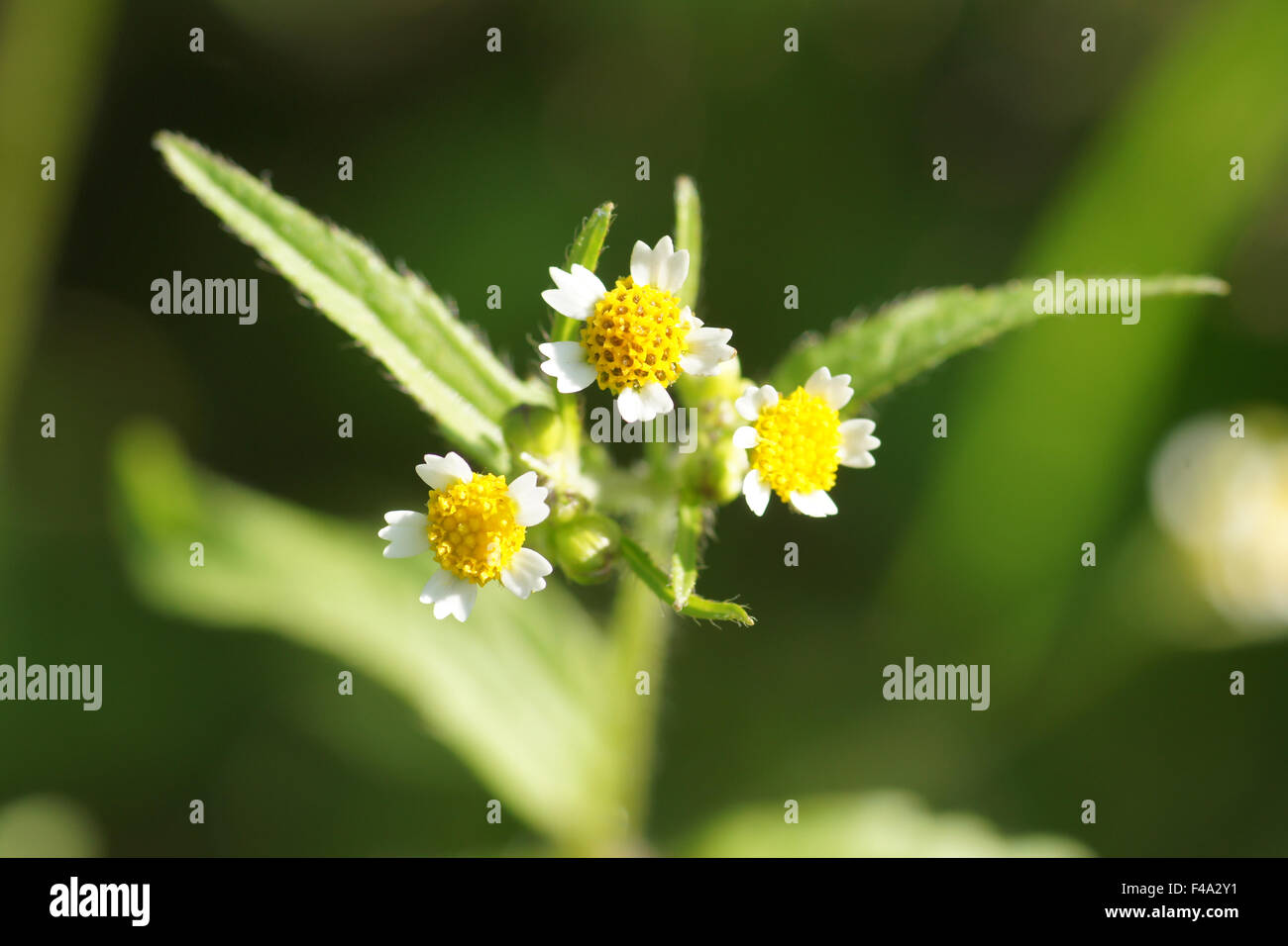 Quickweed hi-res stock photography and images - Alamy