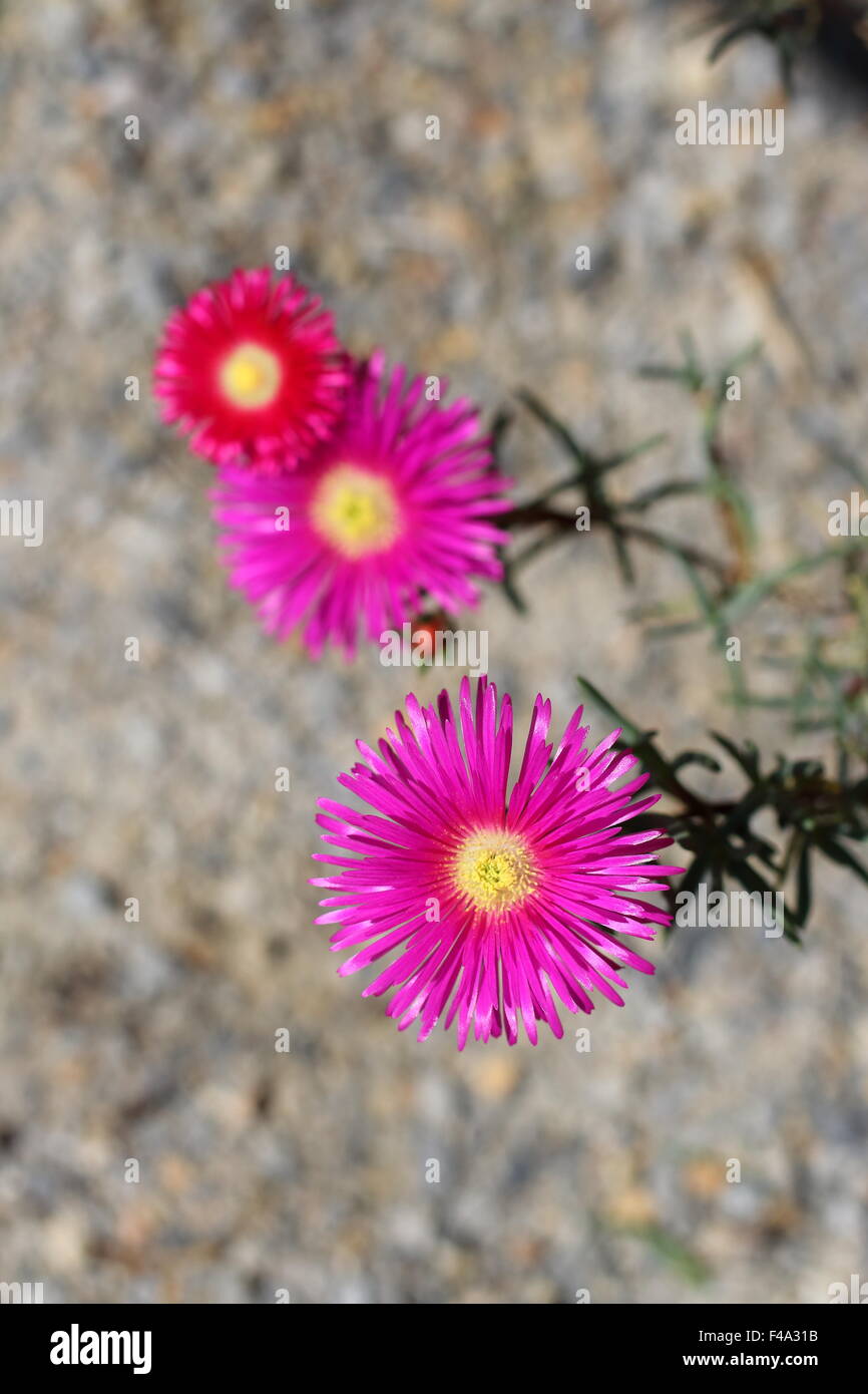 Hot Pink Pig face flowers or Mesembryanthemum , ice plant flowers ...