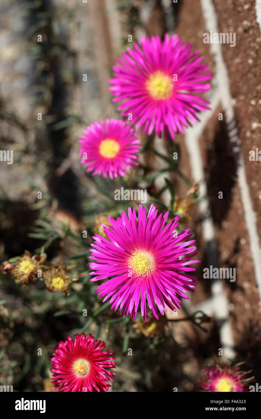 Hot pink pig face hi-res stock photography and images - Alamy