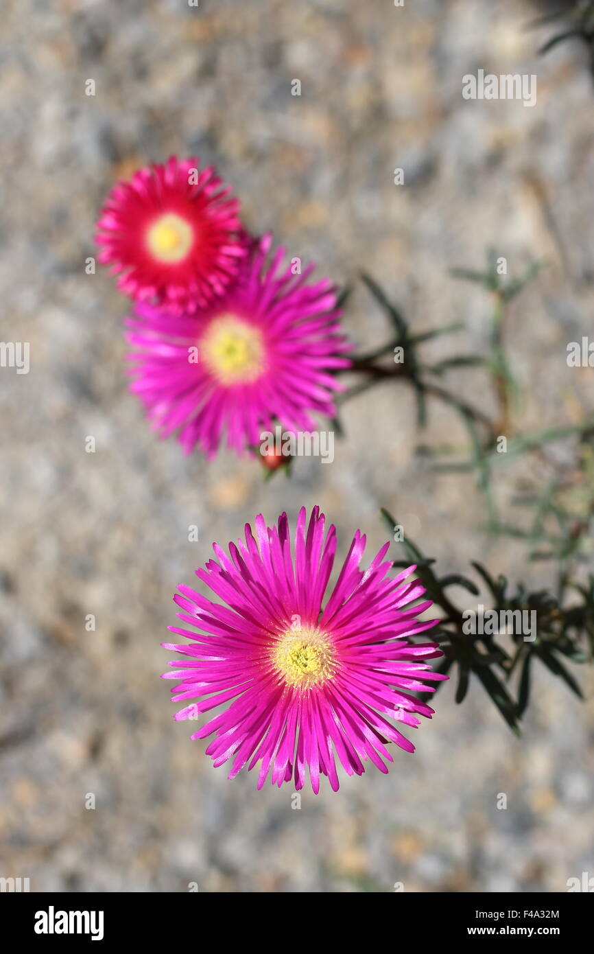 Pink Pig face flowers or Mesembryanthemum , ice plant flowers ...