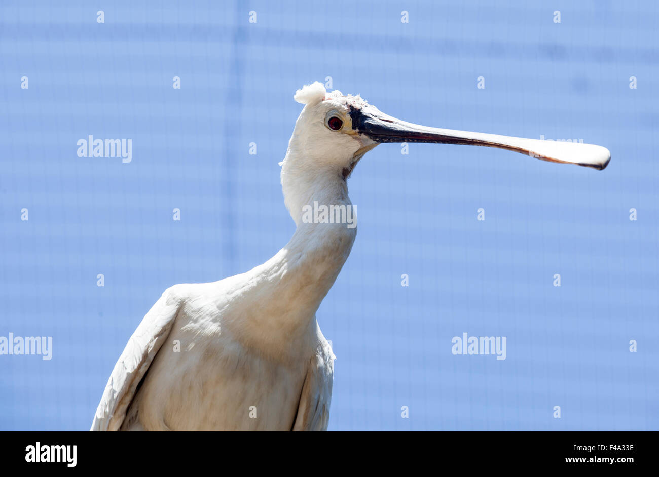 Portrait spoonbill hi-res stock photography and images - Alamy