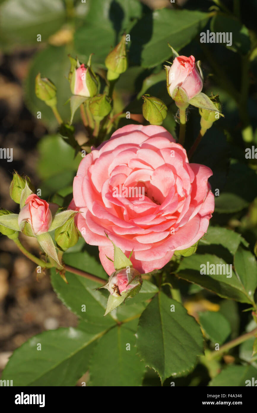 Hybrid rosen hi-res stock photography and images - Alamy