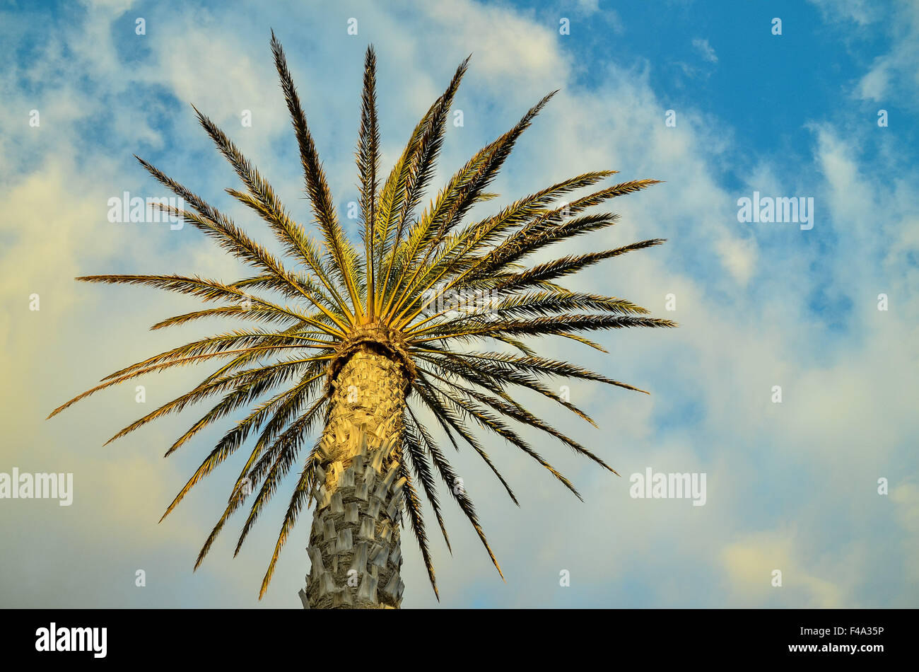 Green Palm Canarian Tree Stock Photo - Alamy