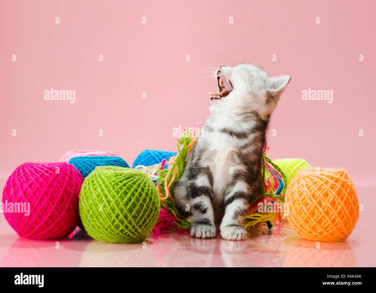 Kitten yawning hi-res stock photography and images - Alamy