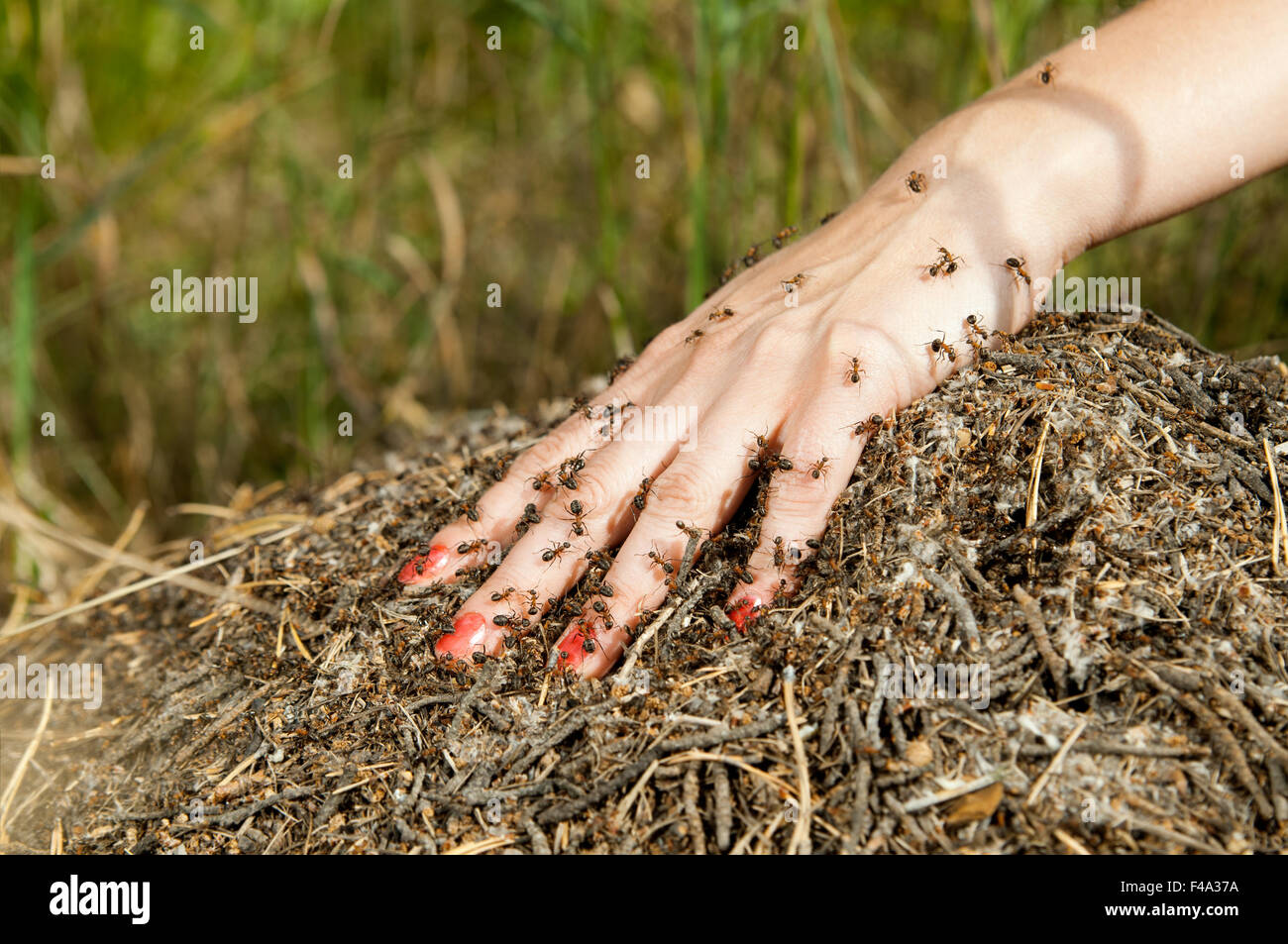 Insects image hi-res stock photography and images - Alamy