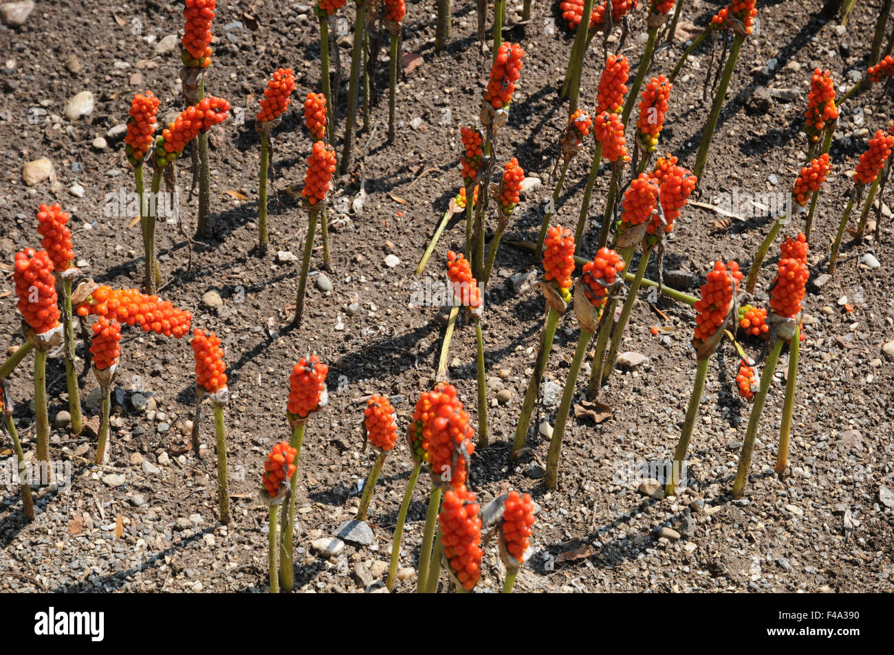 G arum hi-res stock photography and images - Alamy