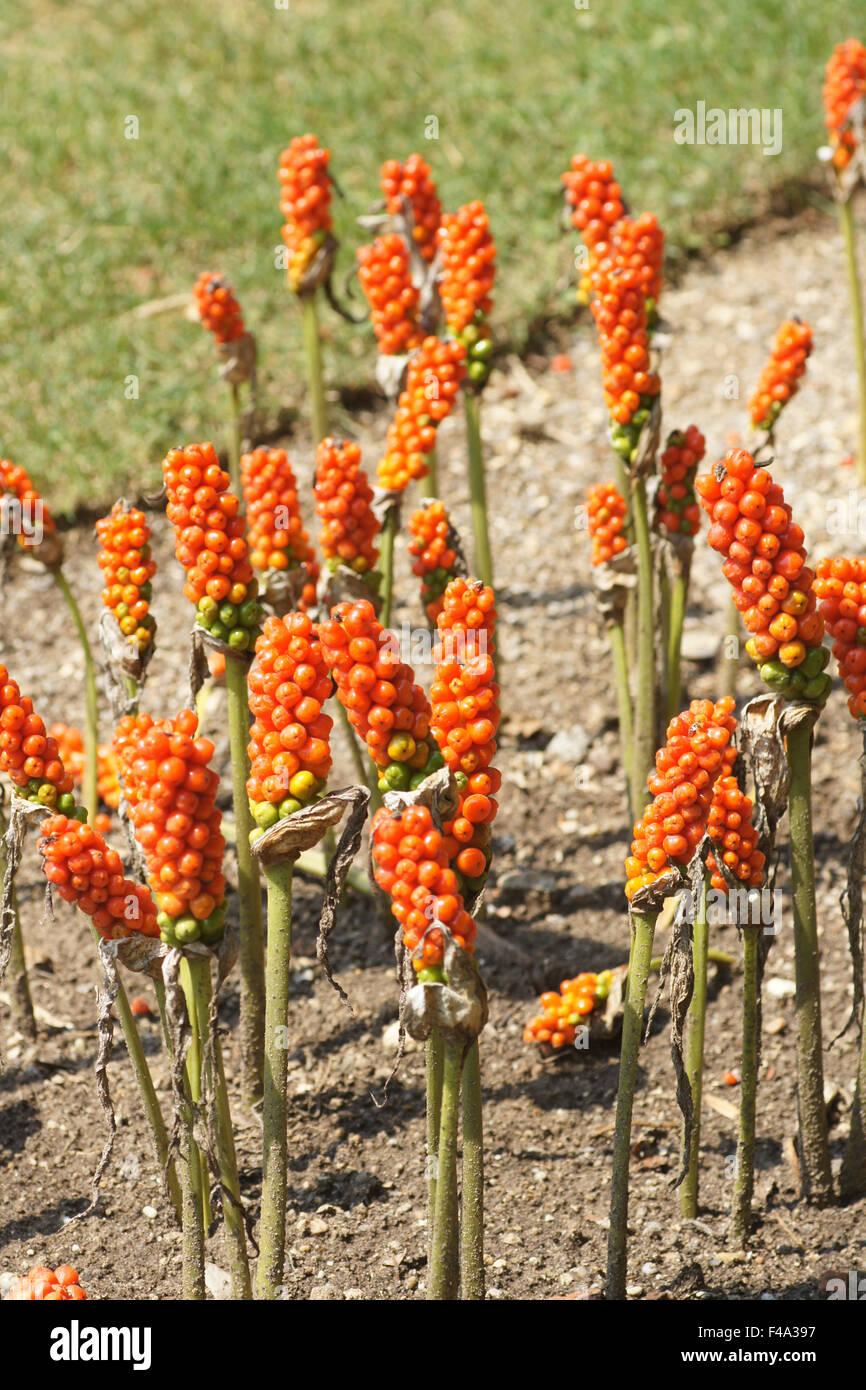 Wild arum arum maculatum fruit hi-res stock photography and images - Alamy