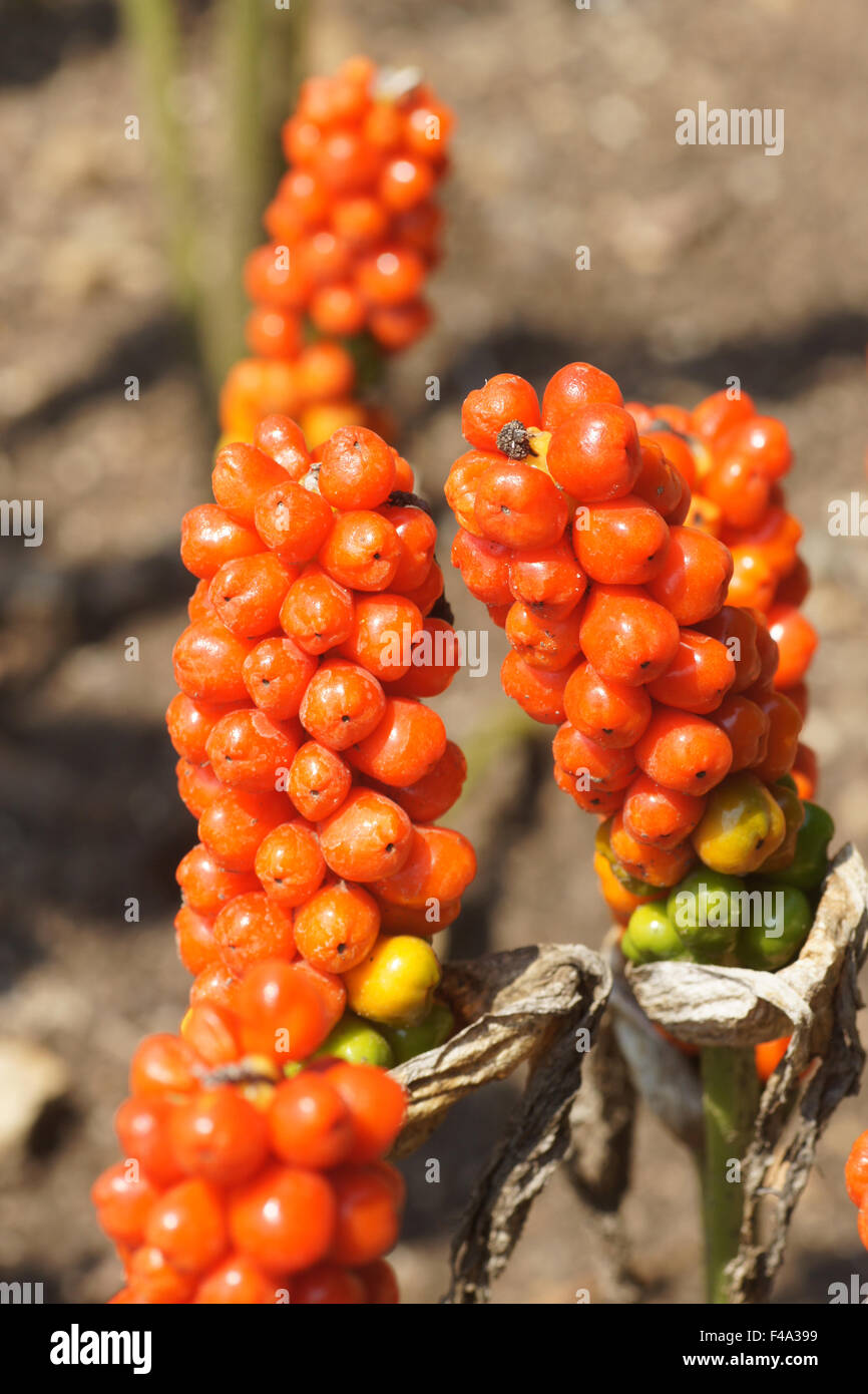 Plants arum cuckoo pint italian lords and ladies arum italicum ...
