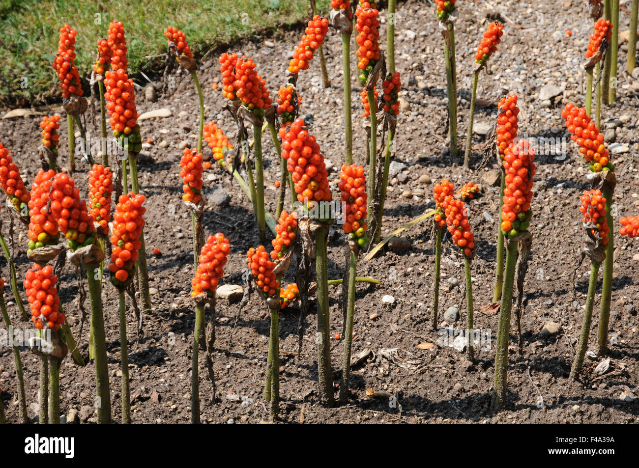 Gefleckter arum hi-res stock photography and images - Alamy