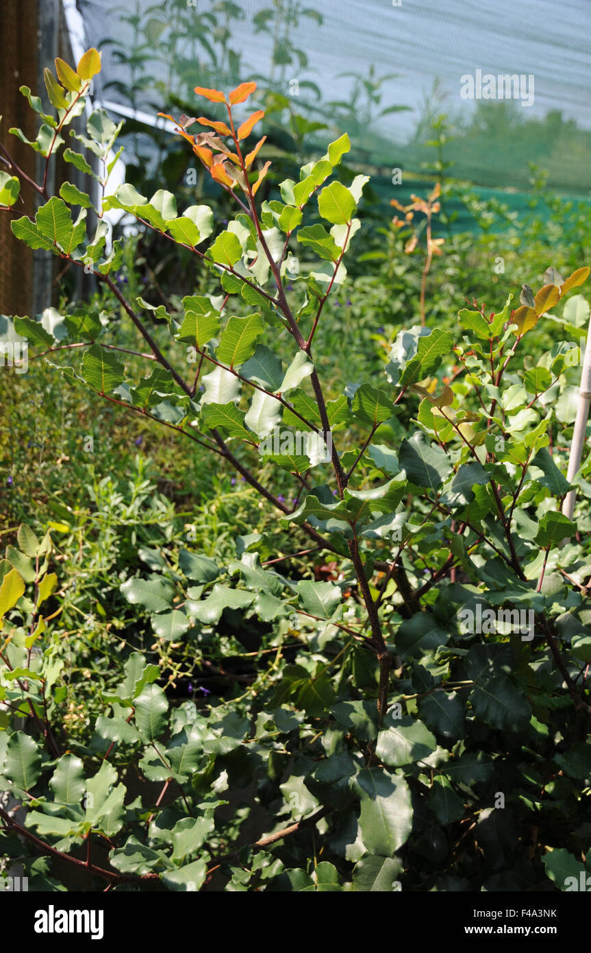 Carob tree hi-res stock photography and images - Alamy