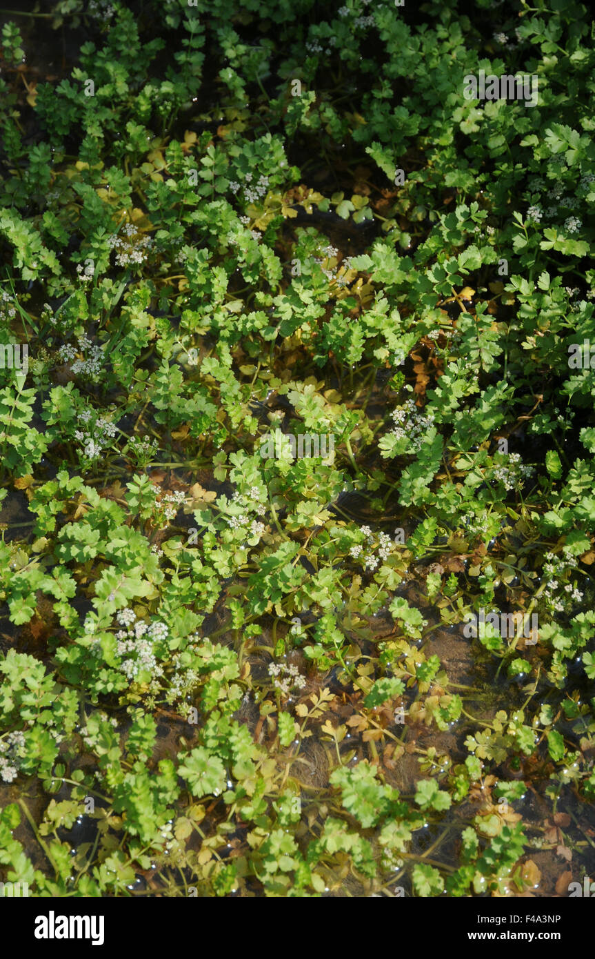 Creeping marshwort hi-res stock photography and images - Alamy