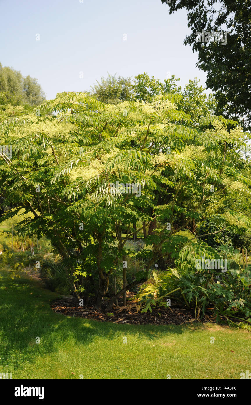 Japanese angelica tree hi-res stock photography and images - Alamy