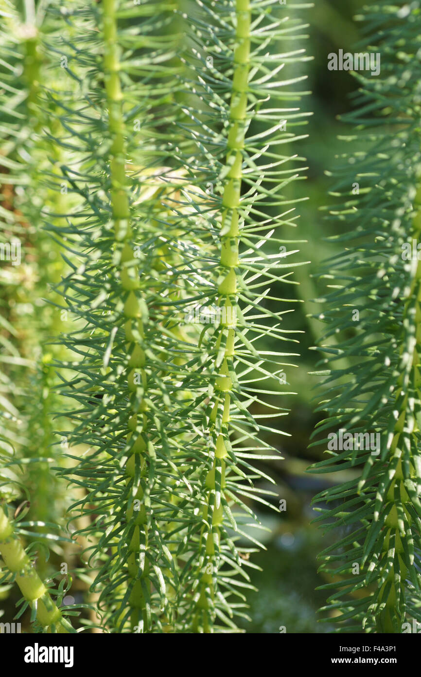 Mares tail hi-res stock photography and images - Alamy