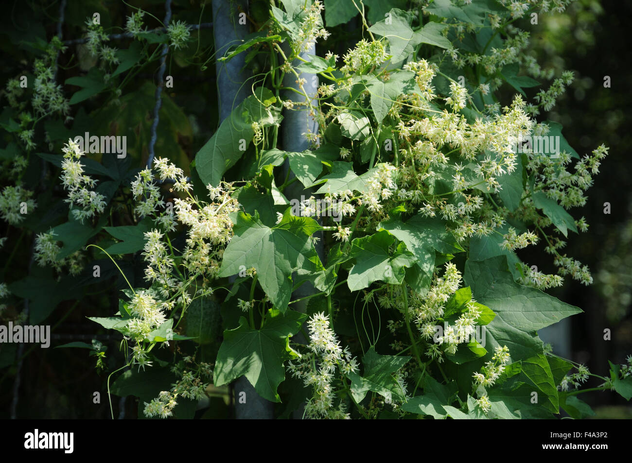 Wild cucumber hi-res stock photography and images - Alamy