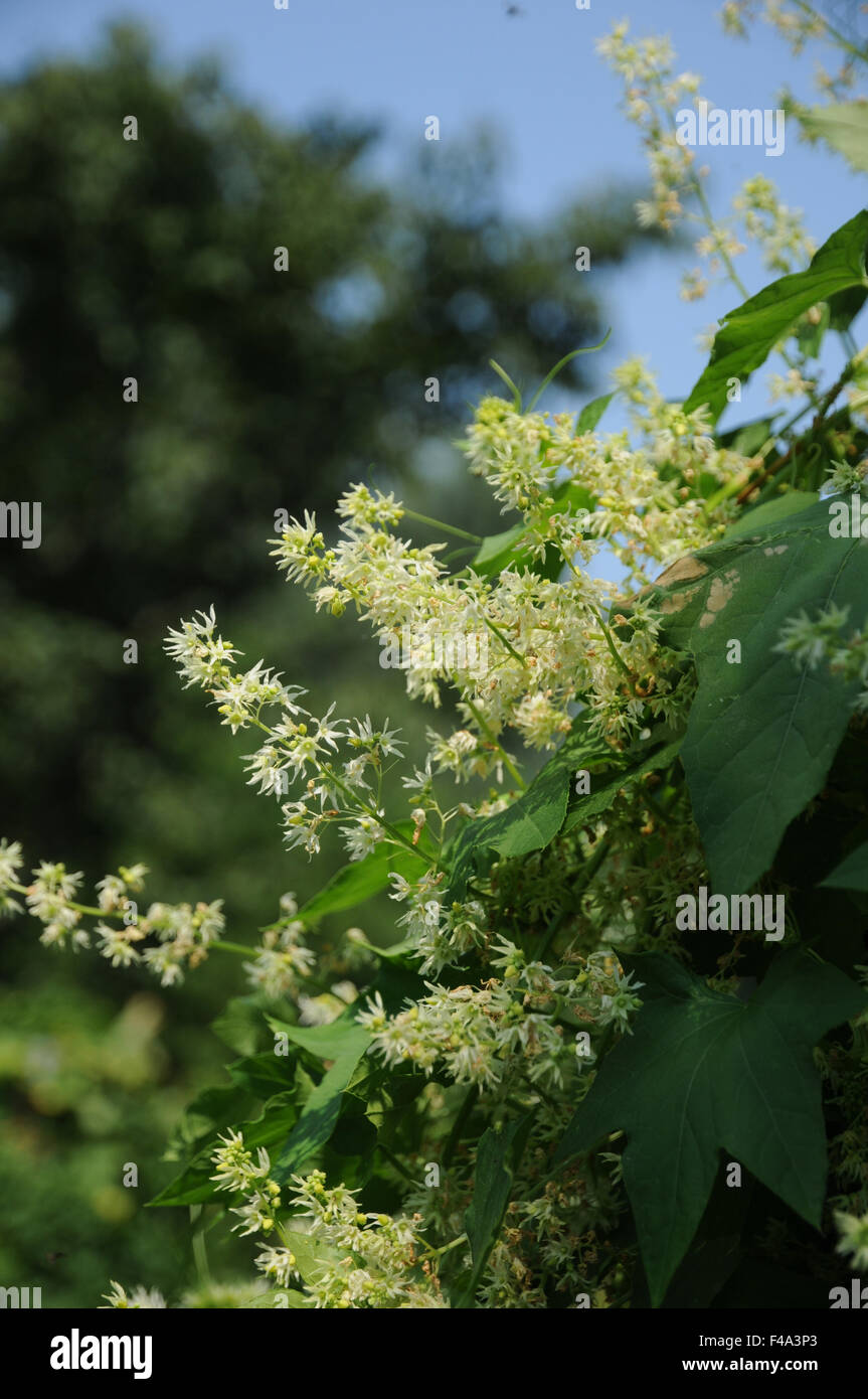Wild cucumber hi-res stock photography and images - Alamy