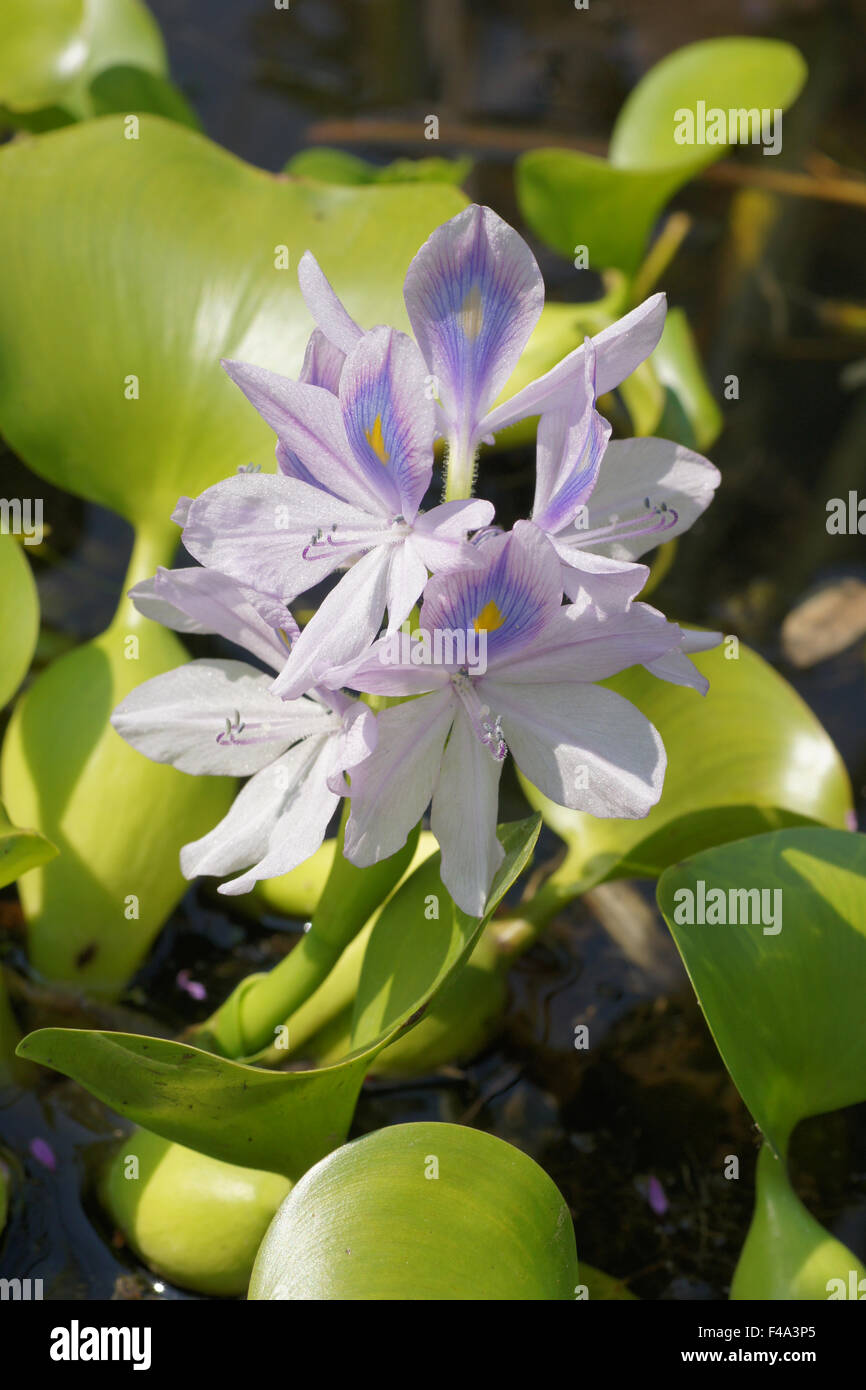 Water hyacinth hi-res stock photography and images - Alamy