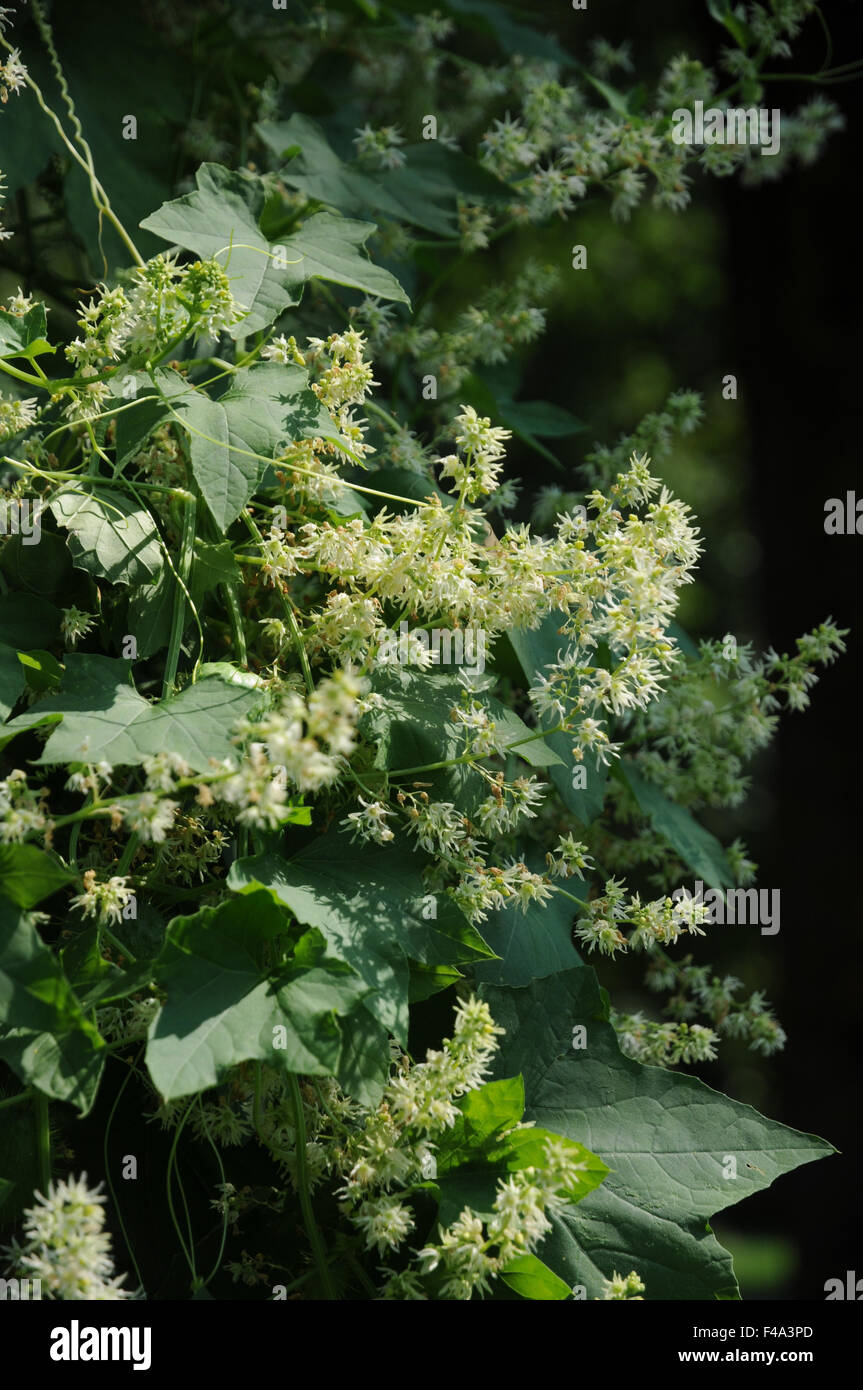 Wild cucumber hi-res stock photography and images - Alamy