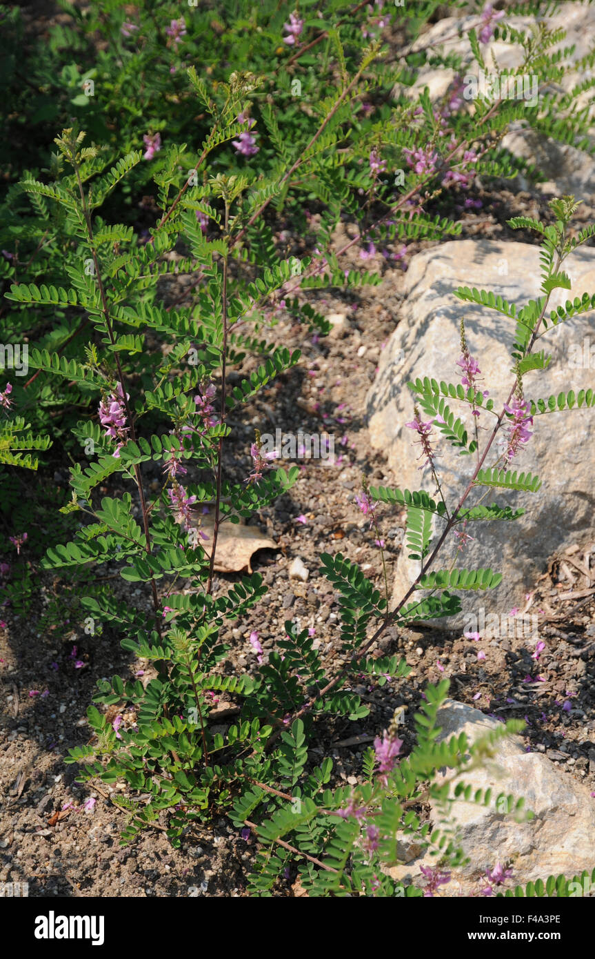 Indigo plants hi-res stock photography and images - Alamy