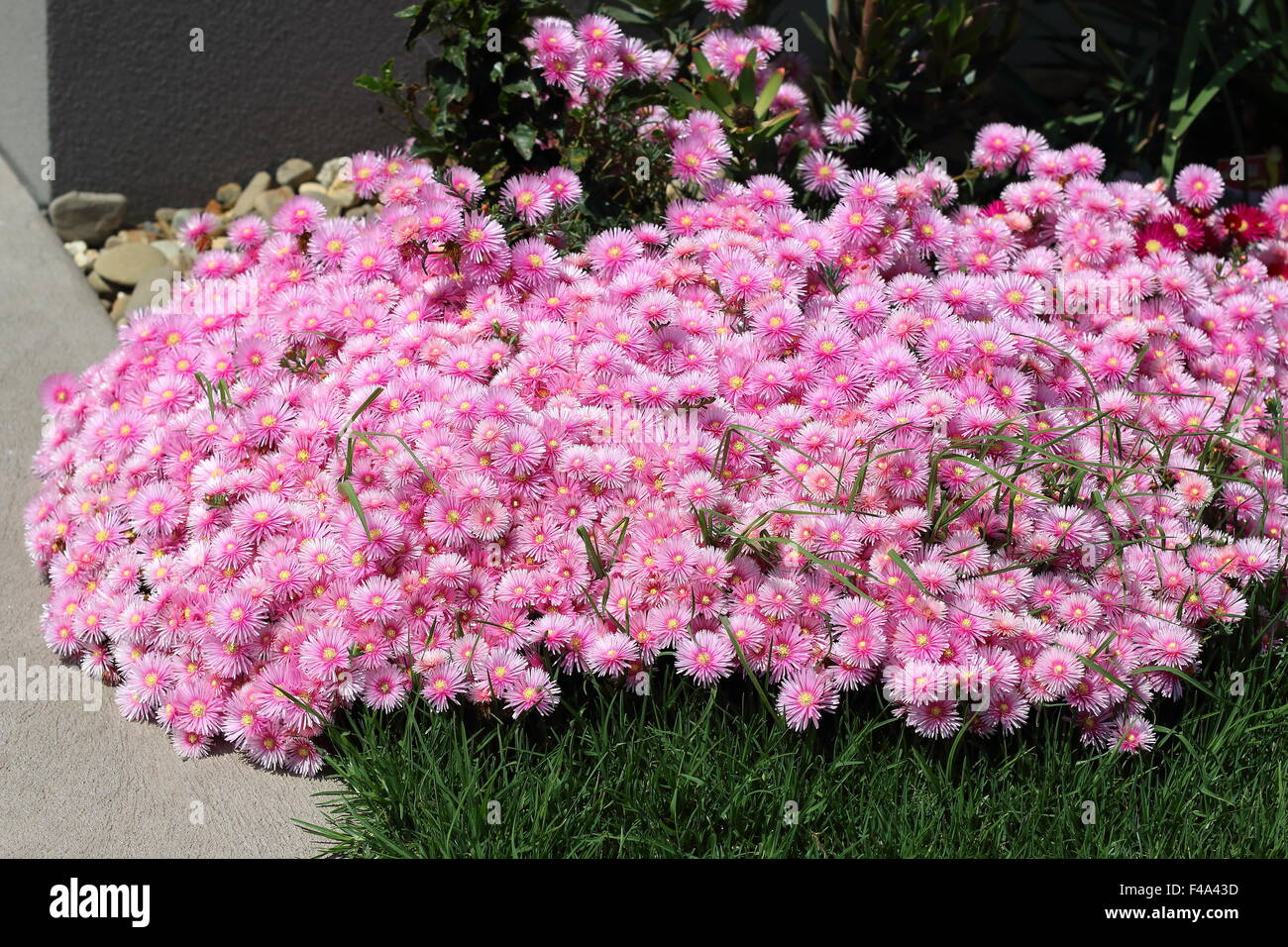 Livingston daisies hi-res stock photography and images - Alamy