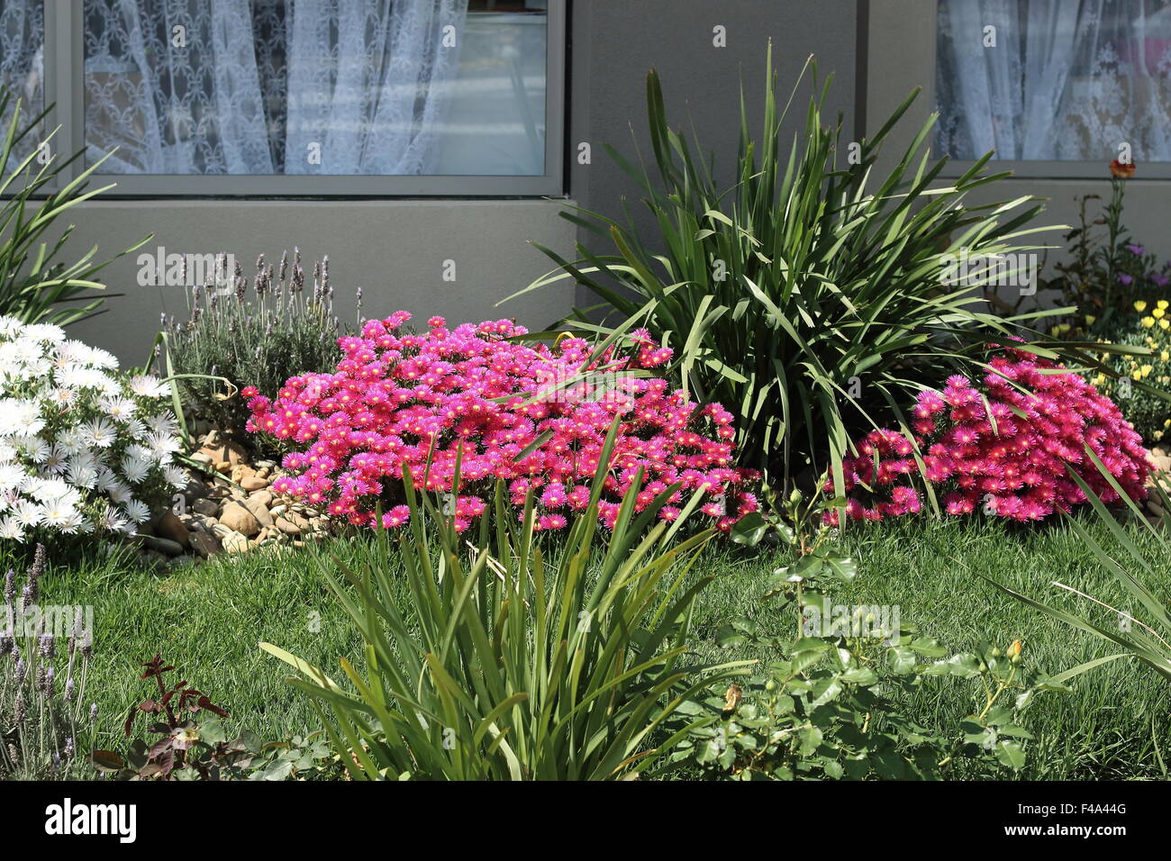 Pink Pig face flowers or Mesembryanthemum , ice plant flowers ...