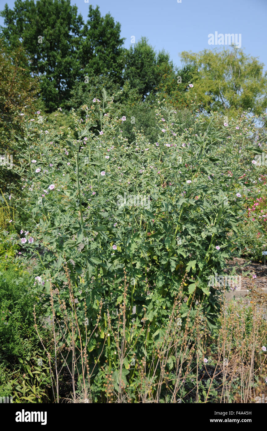 Armenian mallow hi-res stock photography and images - Alamy