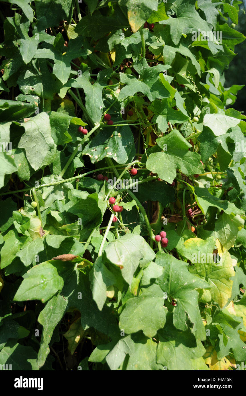 Red bryonia dioica hi-res stock photography and images - Alamy
