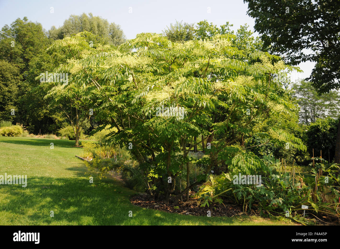 Japanese angelica tree Stock Photo - Alamy