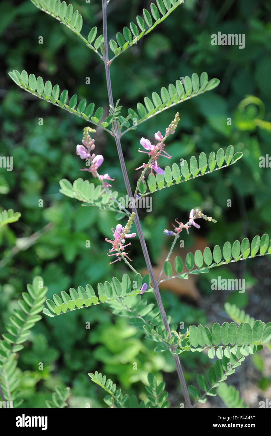 Himalaja indigostrauch hi-res stock photography and images - Alamy