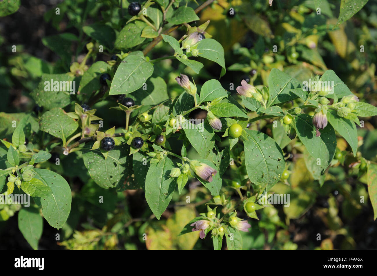Belladonna High Resolution Stock Photography and Images - Alamy