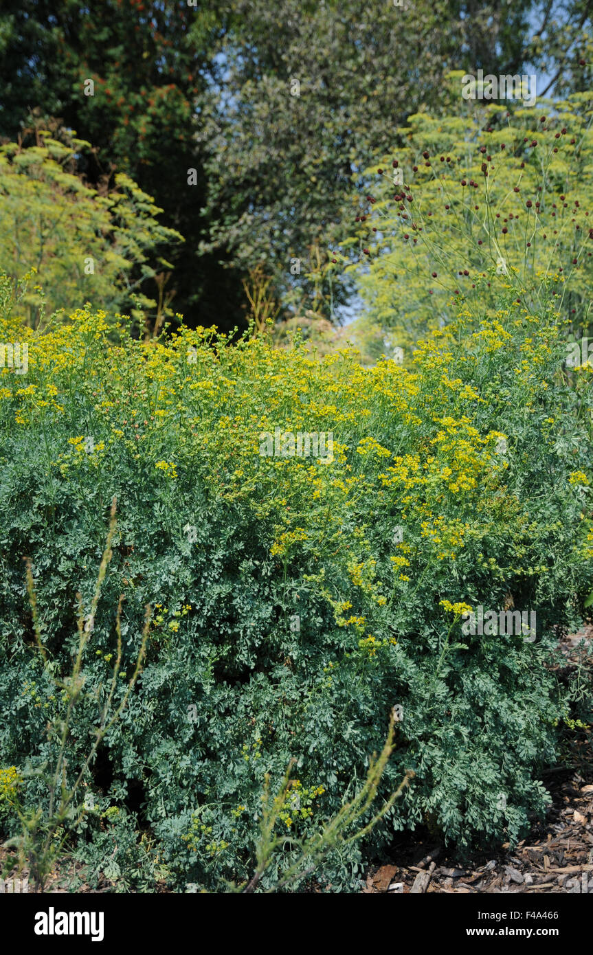 Common Rue Plants High Resolution Stock Photography and Images - Alamy