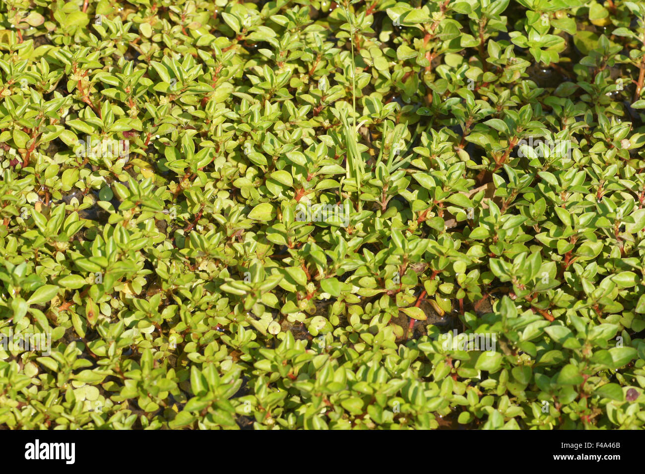 Marsh seedbox hi-res stock photography and images - Alamy