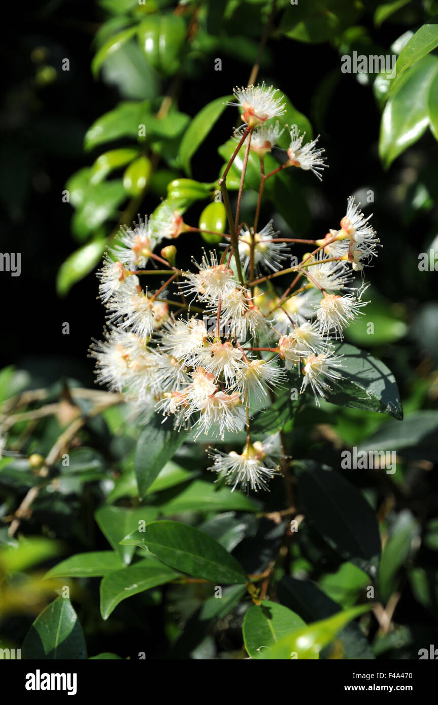 Australian brush cherry Stock Photo - Alamy