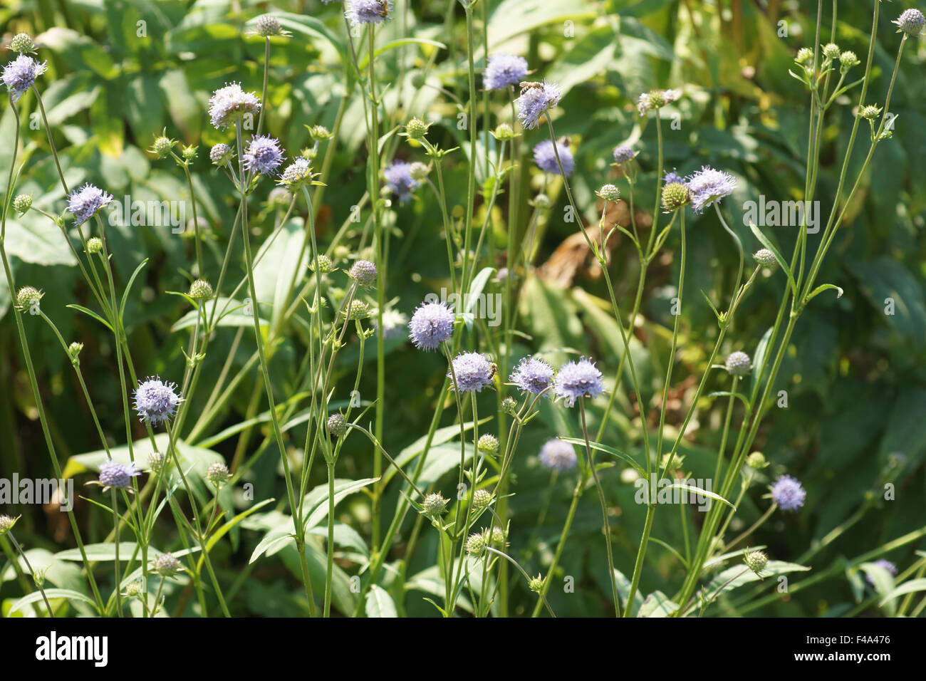 Devils bit scabious Stock Photo - Alamy