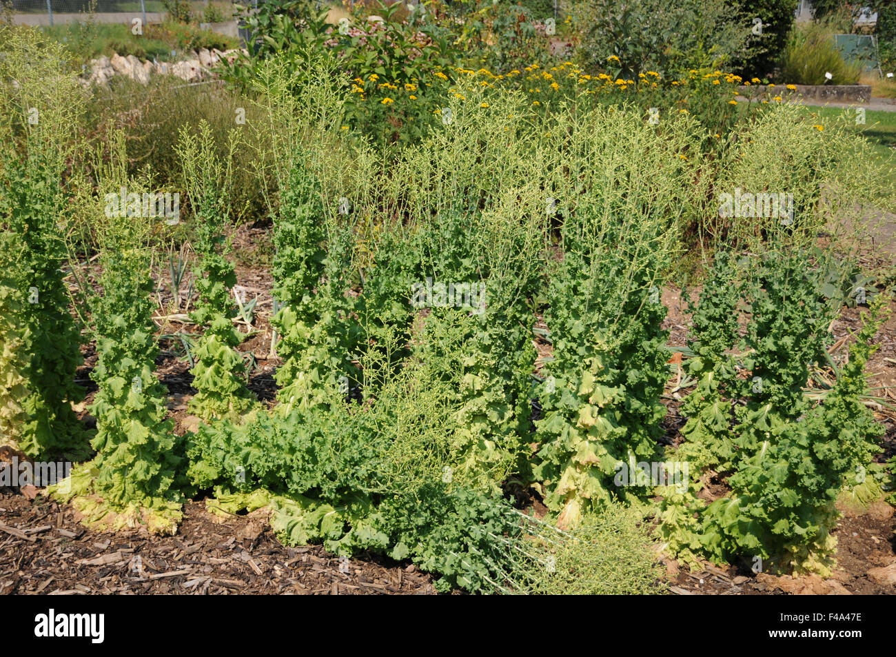 Lactuca sativa flower hi-res stock photography and images - Alamy