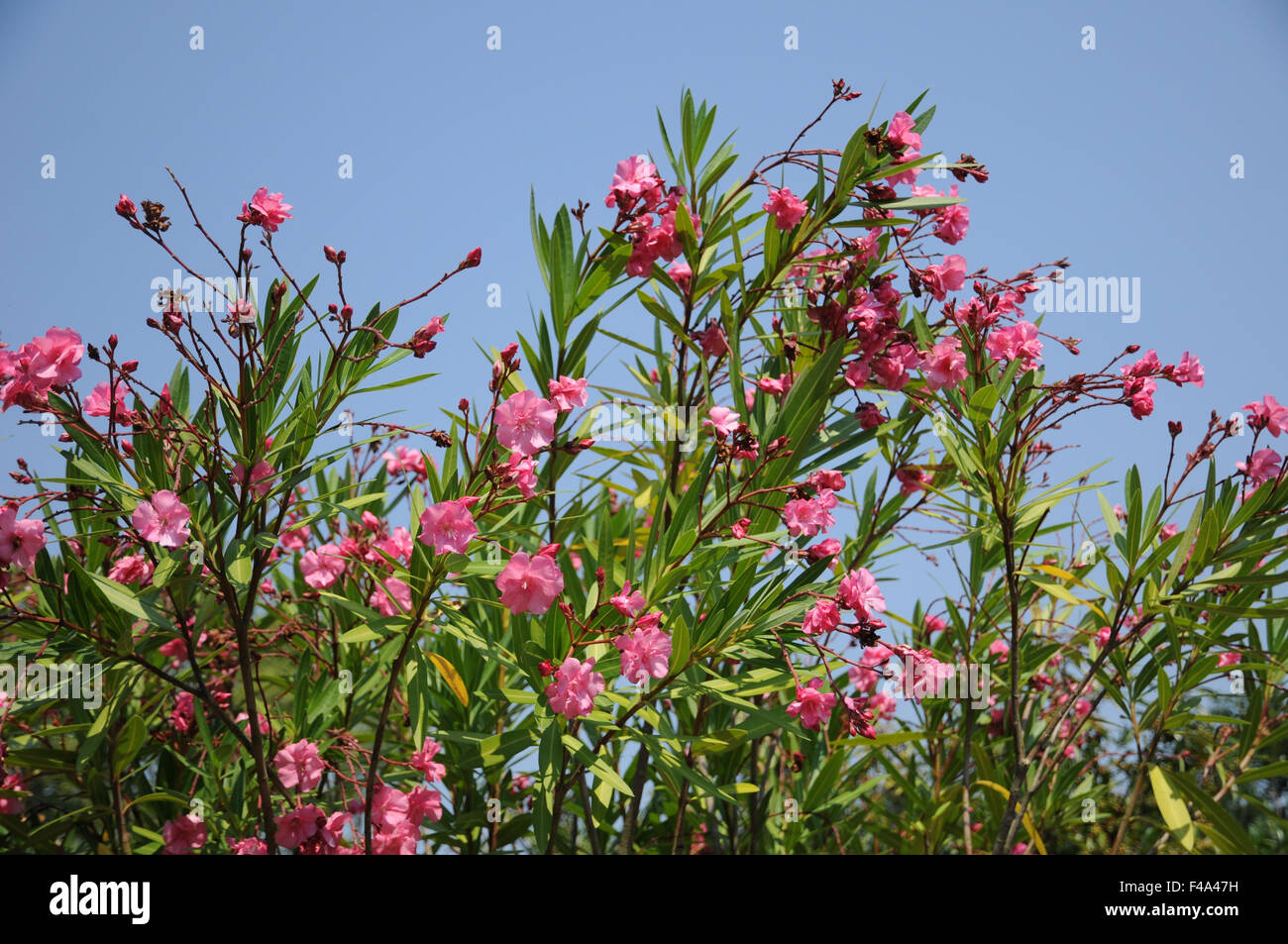 Oleander pot hi-res stock photography and images - Alamy