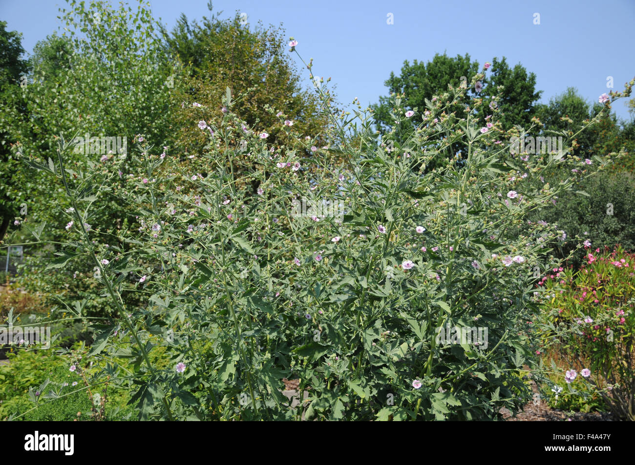 Armenian mallow hi-res stock photography and images - Alamy