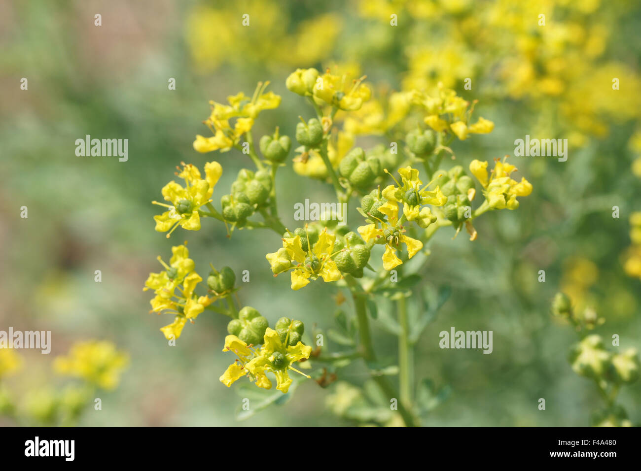 Common rue hi-res stock photography and images - Alamy