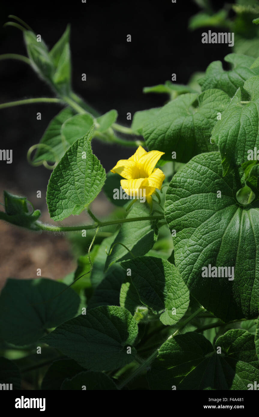 Goldencreeper hi-res stock photography and images - Alamy