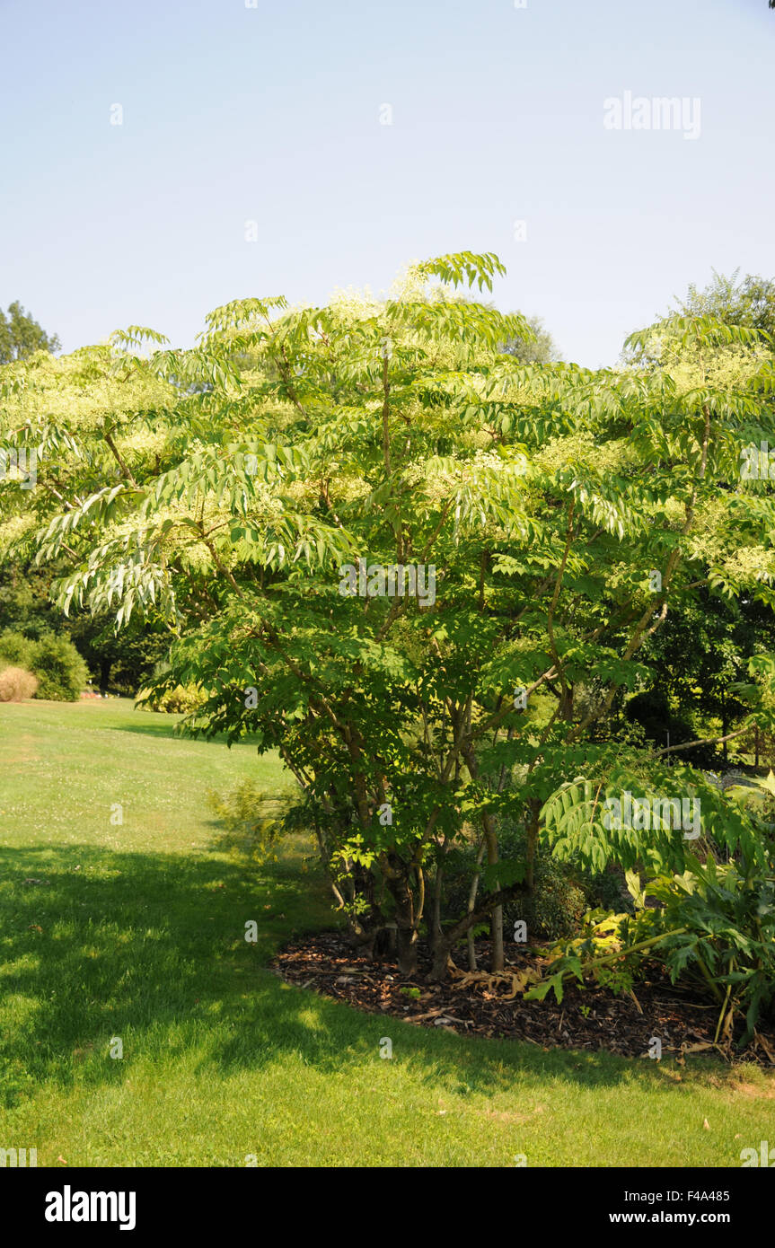 Angelica tree hi-res stock photography and images - Alamy