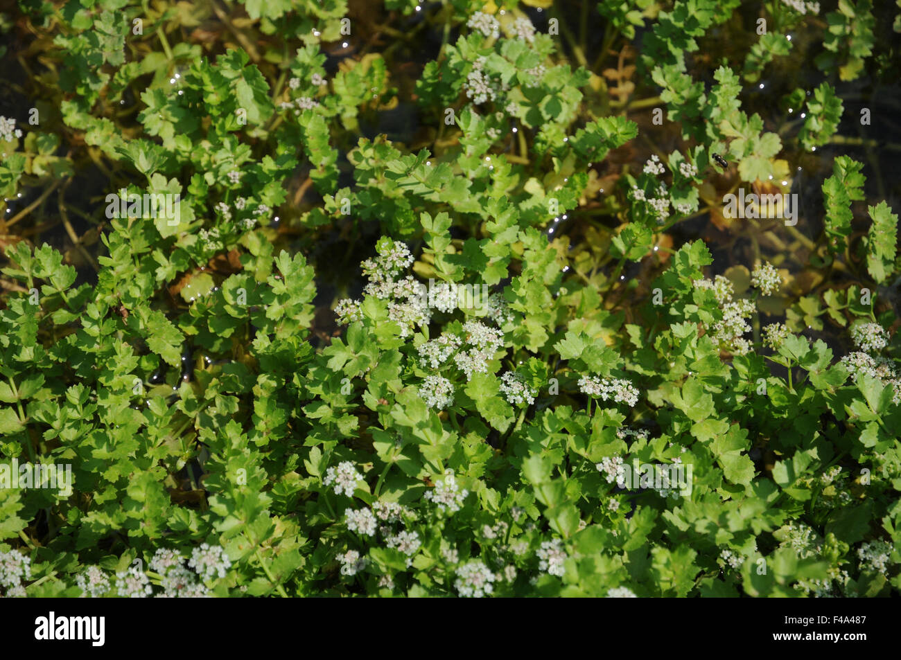 Creeping marshwort hi-res stock photography and images - Alamy