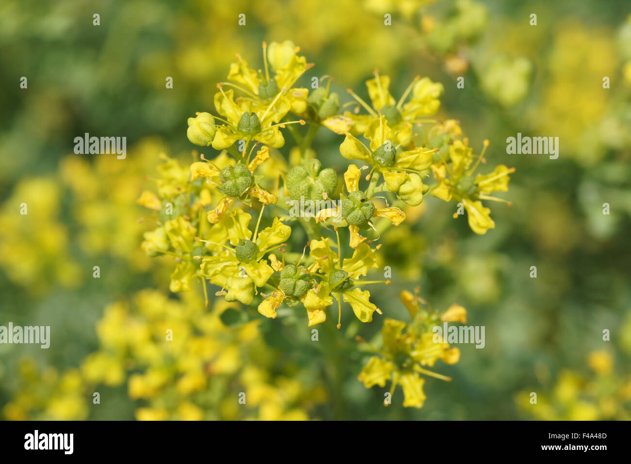 Common Rue High Resolution Stock Photography and Images - Alamy